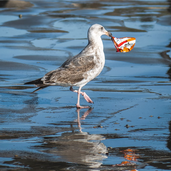 Know which objects are being garbage collected | Community tutorial