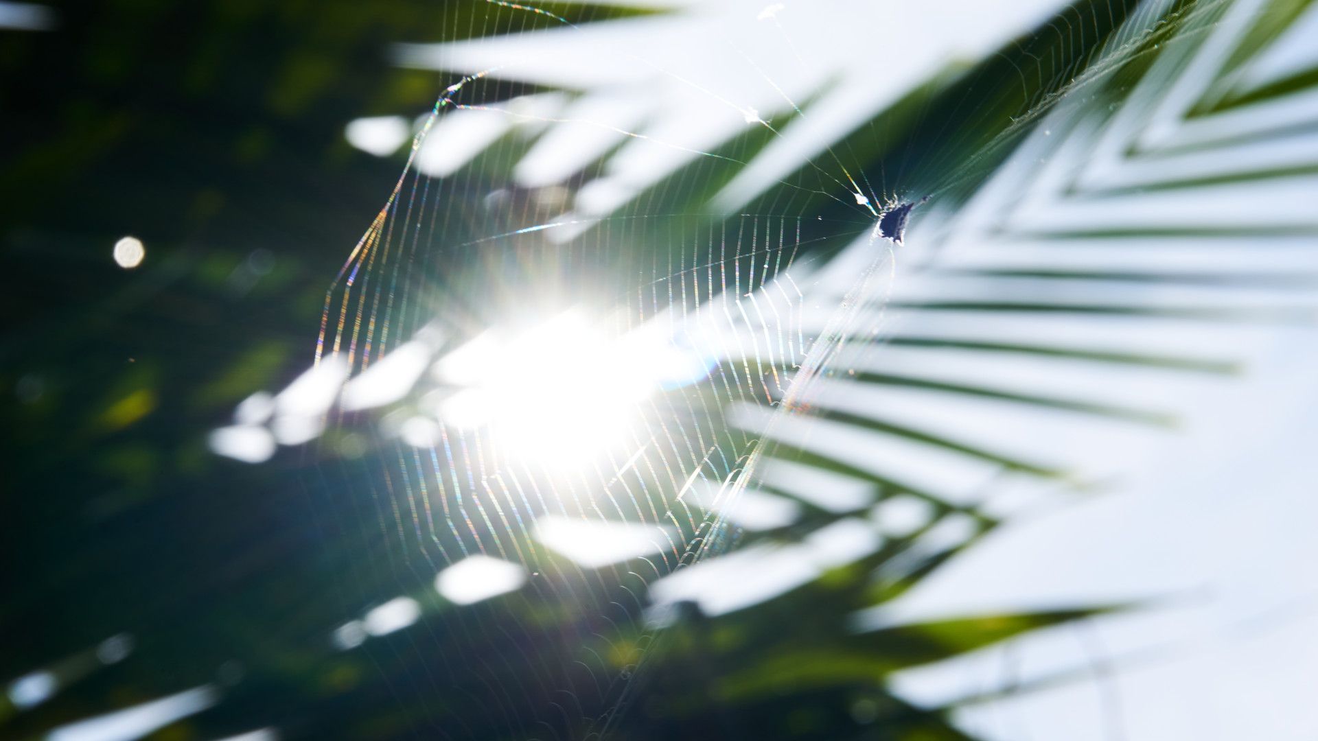 James Bou Diab | Epic Developer Community