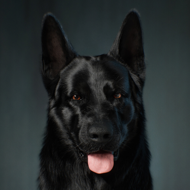 Rendering Hair & Fur | Tutorial